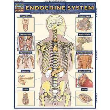 【】Endocrine System