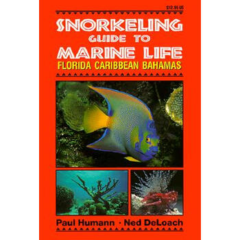 【】Snorkeling Guide to Marine Life: