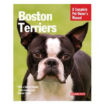 【】Boston Terriers