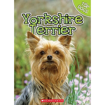 【】Yorkshire Terrier