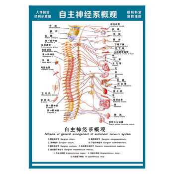 医院科室宣教挂图人体结构示意图器官解剖图全身骨骼图宣传画墙贴画覆膜防水贴纸WSA51 WSA51-22 自主神经系概观图 80*60厘米 覆膜防水PP贴纸