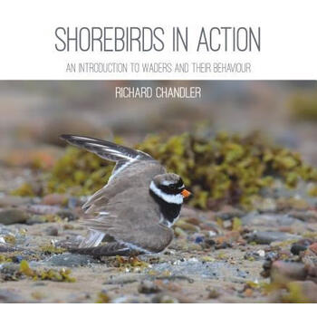 Shorebirds in Action