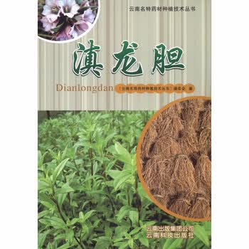 滇龙胆