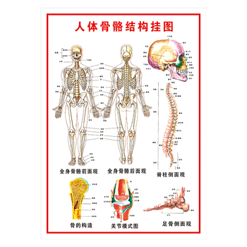 医院科室挂画宣传画海报人体骨骼结构挂图示意图贴画WSA25 覆膜防水PP贴纸 80*60厘米