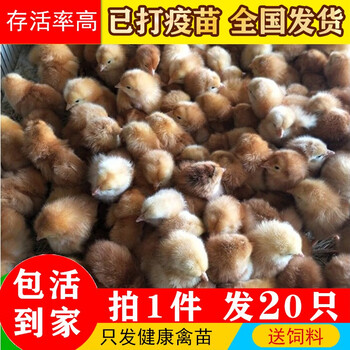 鸡苗批发活的脱温鸡苗活体五黑鸡纯种活小鸡苗芦花鸡贵妃鸡土鸡苗元宝鸡下蛋家养小鸡仔 芦花鸡苗10只（多发10只报损）【图片 价格 品牌 报价】-京东