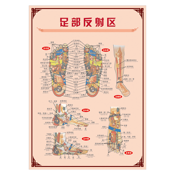 中医养生文化宣传画海报展板足部反射区挂图足疗穴位墙贴画覆膜防水贴纸WSA57 WSA57-03 足部反射区 80*60厘米 覆膜防水PP贴纸
