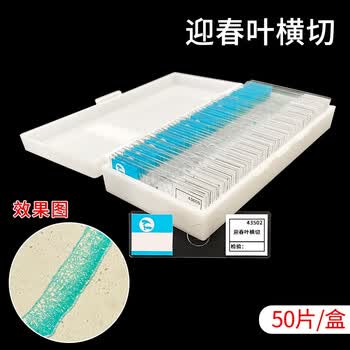 生物切片永久装片人血涂片人体四大组织字母e上字初高中神经装片 迎春叶横切50片