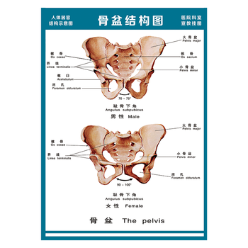 医院科室宣教挂图人体结构示意图器官解剖图全身骨骼图宣传画墙贴画覆膜防水贴纸WSA51 WSA51-04 骨盆结构图 120*80厘米 覆膜防水PP贴纸