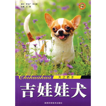 吉娃娃犬