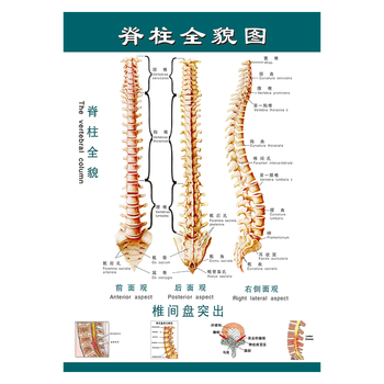 中医宣传画挂图中药配伍禁忌歌十八反十九畏歌脊柱图墙贴画WSA WSA39 脊柱全貌图 60*40厘米 覆膜防水PP贴纸