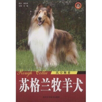 风中舞者 苏格兰牧羊犬