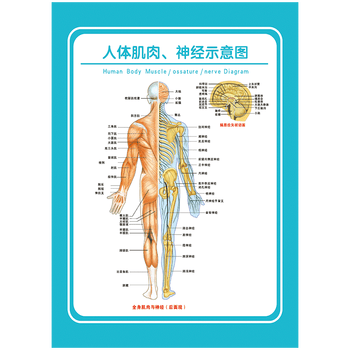 医院科室挂图解剖图人体神经系统概观示意图宣传画贴画WSA52 WSA52-01 人体肌肉神经示意图 80*60厘米 PP覆膜防水贴纸