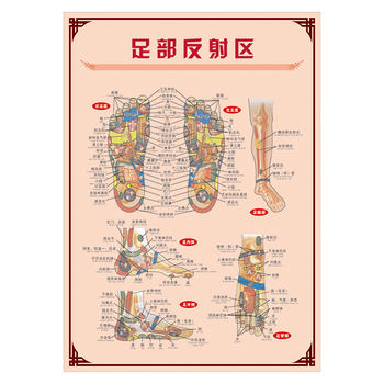 中医养生按摩国家标准足穴挂图脚底足部反射区宣穴位图传画WSA WSA57-03 足部反射区 80x120cm  PP覆膜贴纸