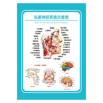 医院挂图解剖图肛管直肠人体结构神经系统概观示意图宣传画WSA52 WSA52-02 头部神经系统示意图 50*70cm  PP覆膜贴纸