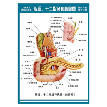 医院科室宣教挂图人体结构示意图器官解剖图全身骨骼图宣传画墙贴画覆膜防水贴纸WSA51 WSA51-01 胆道十二指肠和胰图 60*40厘米 覆膜防水PP贴纸