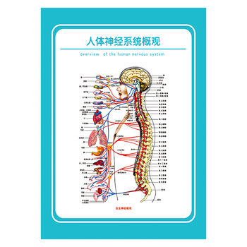 医院科室挂图解剖图人体神经系统概观示意图宣传画贴画WSA52 WSA52-05 人体神经系统概观 70*50厘米 PP覆膜防水贴纸