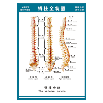 医院科室宣教挂图人体结构示意图器官解剖图全身骨骼图宣传画墙贴画覆膜防水贴纸WSA51 WSA51-05 脊柱全貌图 100*70厘米 覆膜防水PP贴纸