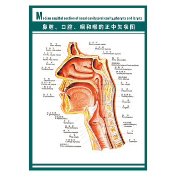 定制医院挂图海报人体器官系统结构图示意图解剖图墙贴画覆膜防水贴纸WSA12 WSA12-04 鼻腔口腔正中矢状图 70*50厘米 覆膜防水PP贴纸