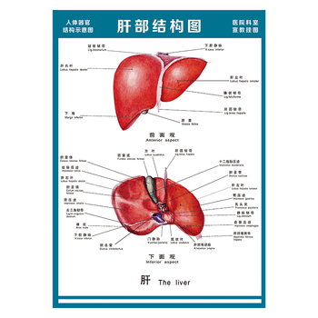 医院科室宣教挂图人体结构示意图器官解剖图全身骨骼图宣传画墙贴画覆膜防水贴纸WSA51 WSA51-02 肝部结构图 120*80厘米 覆膜防水PP贴纸