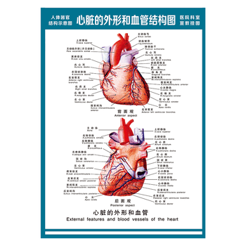 医院科室挂图人体解剖图心脏外形和血管结构图示意图宣传画WSA51 WSA51-20 心脏外形和血管 80*60厘米