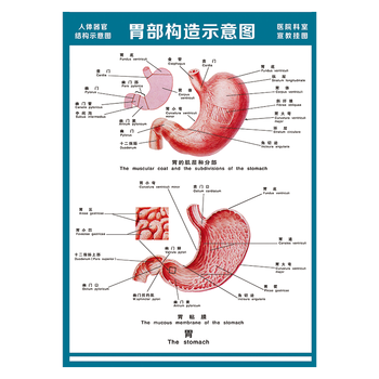 医院科室宣教挂图人体结构示意图器官解剖图全身骨骼图宣传画墙贴画覆膜防水贴纸WSA51 WSA51-18 胃部构造示意图 80*60厘米 覆膜防水PP贴纸
