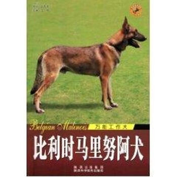 世界名犬-比利时马里努阿犬