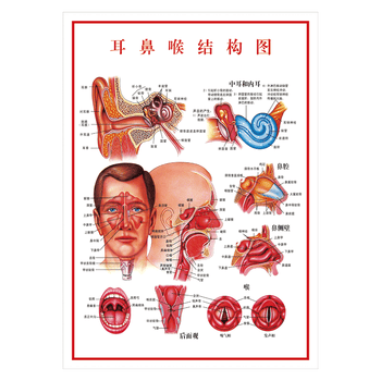 医院挂图宣传画海报耳鼻喉结构图示意图解剖图墙贴画覆膜防水贴纸WSA11 覆膜防水PP贴纸 40*30厘米