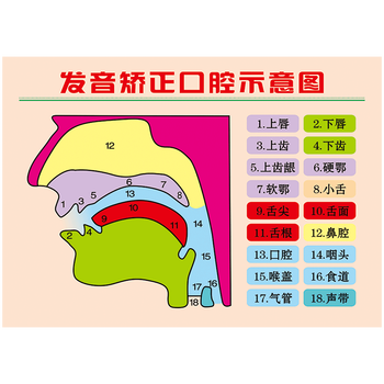 发音器官图解宣传画海报挂图发音矫正口腔示意图墙贴画覆膜防水贴纸WSA83 WSA83-01 发音矫正口腔示意图 70*50厘米 PP覆膜防水贴纸