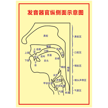 发音器官图解宣传画海报挂图发音矫正口腔示意图墙贴画覆膜防水贴纸WSA83 WSA83-03 发音器官纵侧面示意图 60*40厘米 PP覆膜防水贴纸