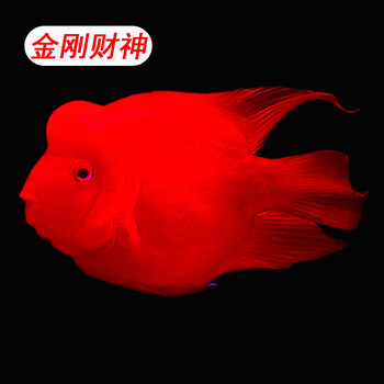 梦茜儿（MEXEMINA）wlb红财神鱼红色鹦鹉鱼观赏鱼淡水热带鱼元宝鱼财神鱼发财鱼 16-18cm金刚财神微起头5条【图片 价格 品牌 报价】-京东