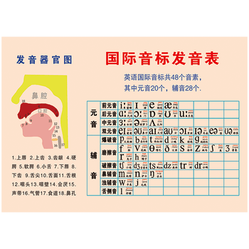 发音器官图解宣传画海报挂图发音矫正口腔示意图墙贴画覆膜防水贴纸WSA83 WSA83-02 发音器官图 60*40厘米 PP覆膜防水贴纸