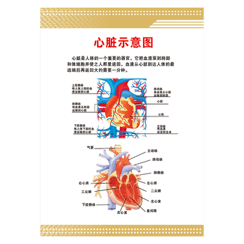 医院科室挂图人体解剖图心脏外形和血管结构图示意图宣传画WSA51 WSE43-04 心脏示意图 100*70厘米