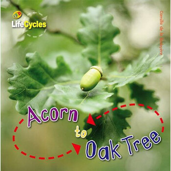 Lifecycles: Acorn to Oak Tree