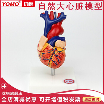 优模 心脏模型放大 医用心脏解剖模型 医学科学生理解剖科普教学模型人体内脏器官模具 BOU-XC307A自然大小心脏解剖模型