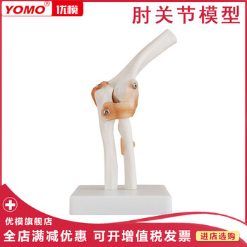 优模 人体关节模型 肩肘手髋膝踝关节功能附韧带模型 手足脚关节医用骨骼教学模型 XC-112 肘关节模型
