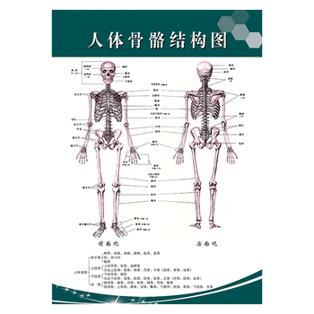 医院科室挂图宣传画海报挂画人体骨骼结构图示意图贴画WSA24 覆膜防水PP贴纸 80*60厘米