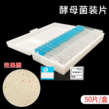 生物切片永久装片人血涂片人体四大组织字母e上字初高中神经装片 酵母菌装片50片
