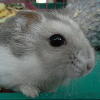 仓鼠幼崽仓鼠笼仓鼠活物宠物活体宠物金丝熊包邮 紫仓 2只（一公一母）【图片 价格 品牌 报价】-京东