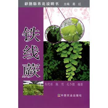 铁线蕨 