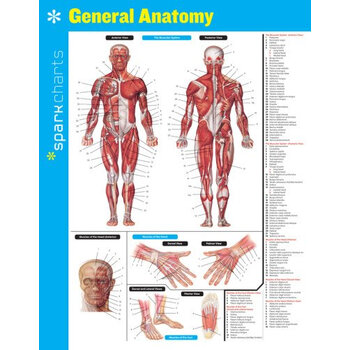 【】General Anatomy Sparkcharts