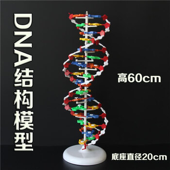 DNA结构模型/大号J33306双螺旋60公分高中碱基对遗传基因生物教学演示用