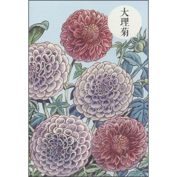 祝大年格调笔记系列：大理菊