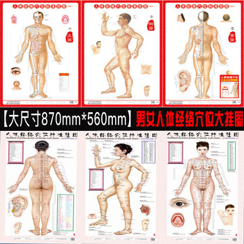 人体经络穴位标准挂图（套）（男性+女性1套6张挂图）医学挂图用图 人体经络大挂图家用中医美体针灸艾 （女性 1套3张挂图）
