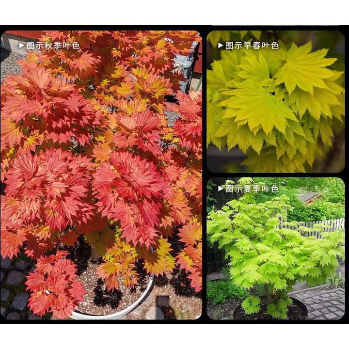虹越（HONGYUE）花彩进口羽毛红枫树苗盆栽阳台橙色蕾丝月升金隐泰勒园林庭院 进口枫树“金隐”C3升 带盆栽好【图片 价格 品牌 报价】-京东