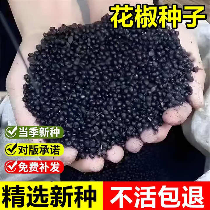 杭贤优质精选大花袍花椒种子青花椒种子蜀椒川椒九多年生叶花椒树种子 青花椒种子【200粒】【图片 价格 品牌 报价】-京东