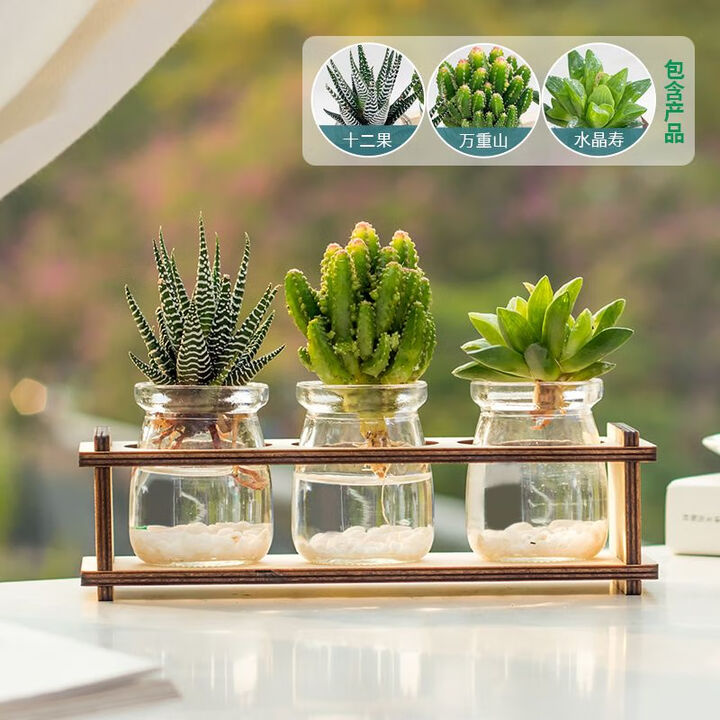 OYKTN水培多肉植物仙人球水养绿植盆栽室内办公室桌面微景观节日礼物 DIY花架单层多肉十二果万重山水晶寿【图片 价格 品牌 报价】-京东