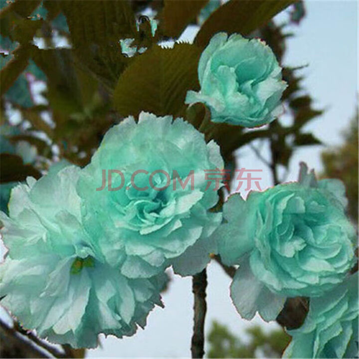 思飘苗树苗 日本树苗 嫁接早樱晚樱 小苗 日本树苗矮化盆景苗 蓝冰 10公分【图片 价格 品牌 报价】-京东