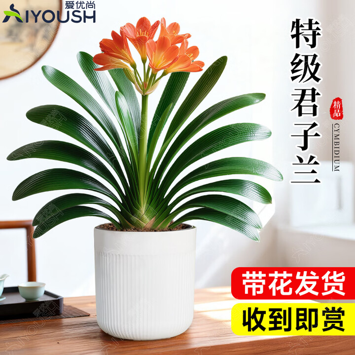 【爱优尚特级君子兰】爱优尚特级君子兰盆栽带花苞办公室内客厅国宝级绿植花卉源头直发【行情 报价 价格 评测】-京东