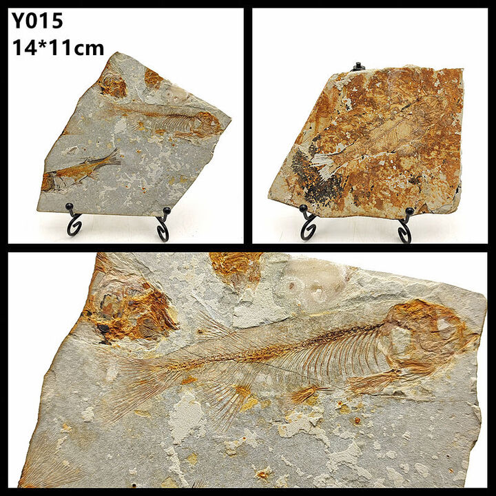 京创天然狼鳍鱼化石白垩纪中华狼鳍鱼群鱼古生物化石标本地质科普教学 金色 Y015【图片 价格 品牌 报价】-京东