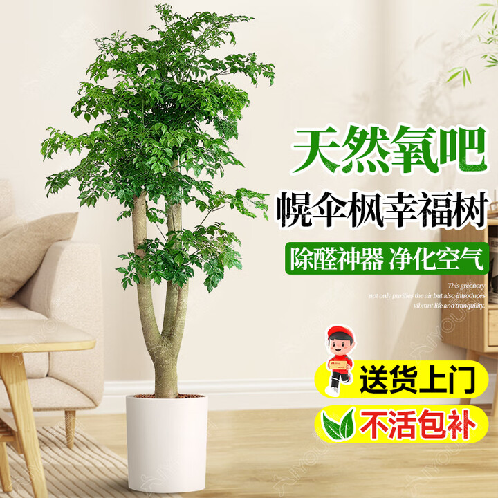 【爱优尚老桩幌伞枫幸福树】爱优尚老桩幸福树幌伞枫客厅绿植室内大型绿植落地大号植物盆景源头直发【行情 报价 价格 评测】-京东